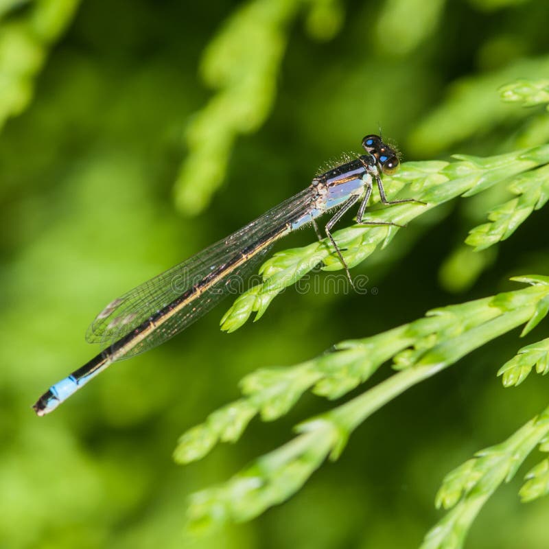 Blue Tailed Damsel stock image. Image of bush, green - 27630853