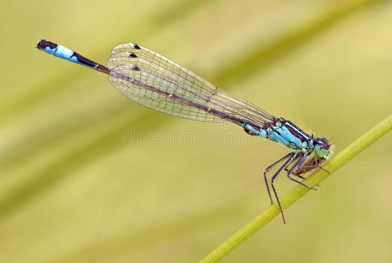 Blue Tailed Damselfly Eating Fly Stock Photo - Image of creature ...