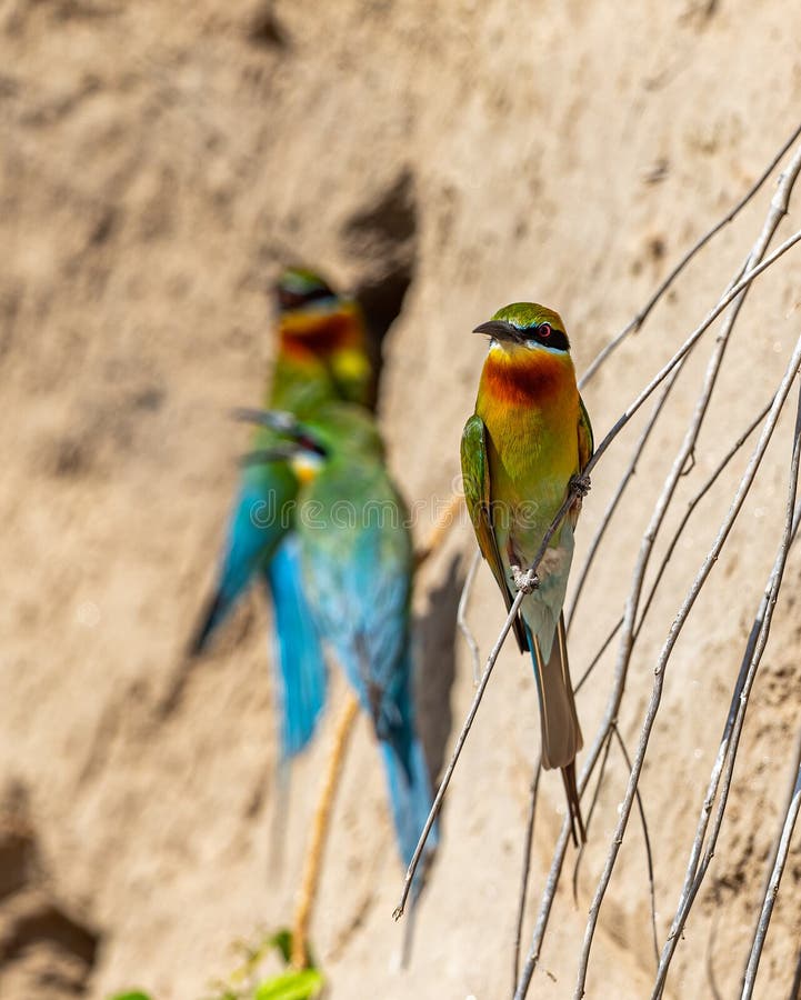 A Blue tailed eater stock image. Image of green, pond - 276338529