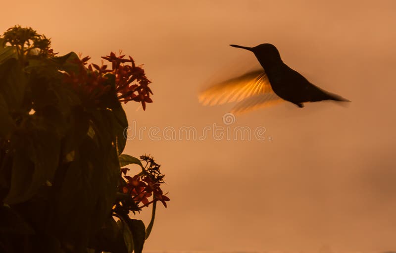 Blue Tailed Emerald Hummingbird Stock Image - Image of coast, sunset ...