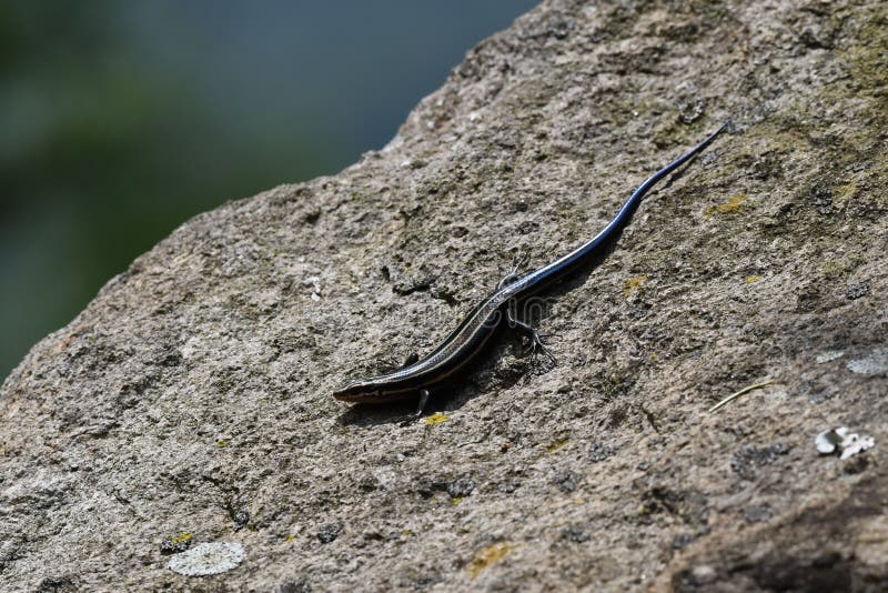 Blue-tailed Japanese Skink Lizard Sunning Itself on a Rock. Stock Image ...