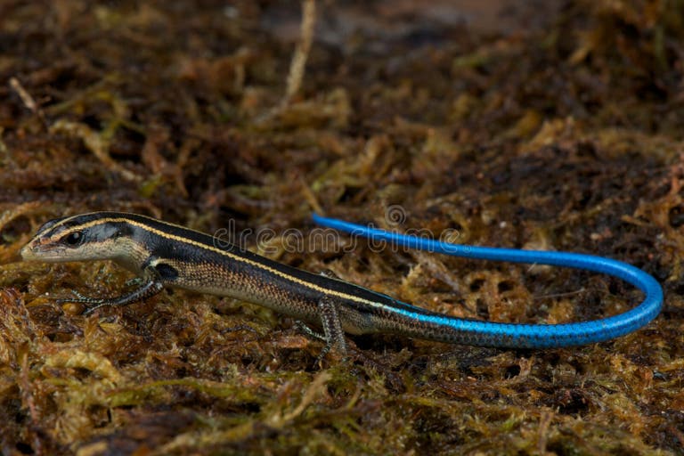 Blue-tailed skink stock image. Image of tailed, blue - 16060785