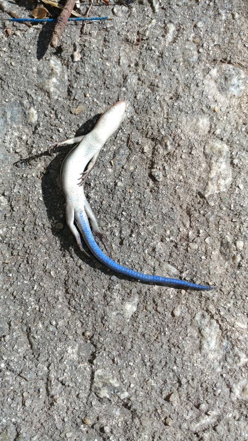 Blue tailed skink dead stock photo. Image of snake, blue - 208765316
