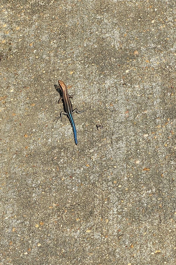 Blue tailed skink lizard stock photo. Image of skink - 215635082