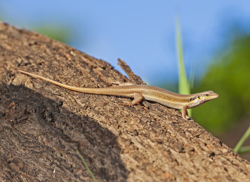 Cryptoblepharus Egeriae, the Blue-tailed Skink, is a Species of Native ...
