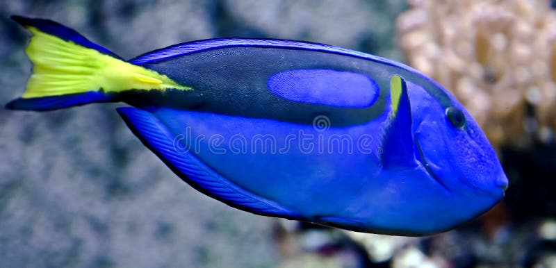 Blue Tang 1 stock image. Image of animal, salty, tang - 5718885