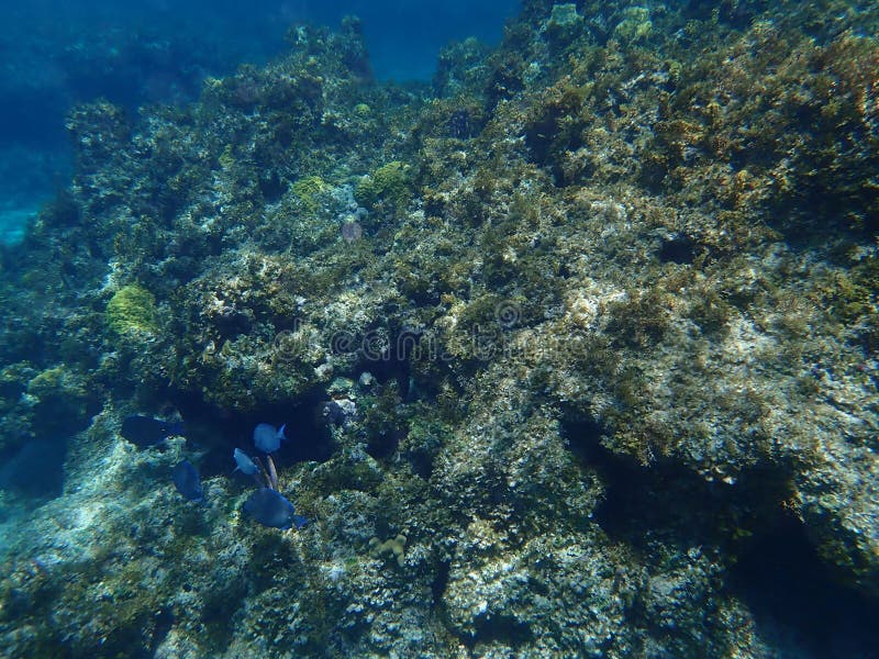 Blue Tang on Coral Reef, Bahamas Stock Photo - Image of coral, atlantic ...