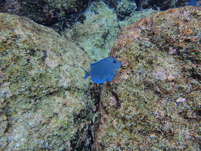 Blue Tang Eating Growth Off of Coral Stock Photo - Image of beautiful ...