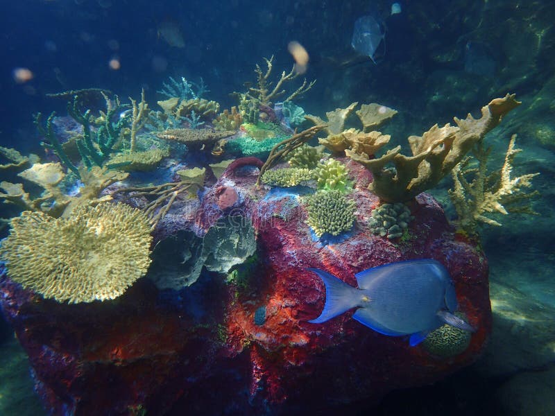 Blue Tang Eating Growth Off of Coral Stock Photo - Image of bonaire ...