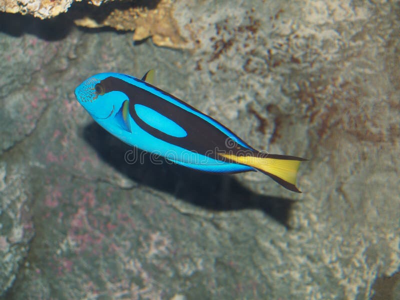 Blue Tang Fish stock image. Image of tang, fish, swim - 2356139