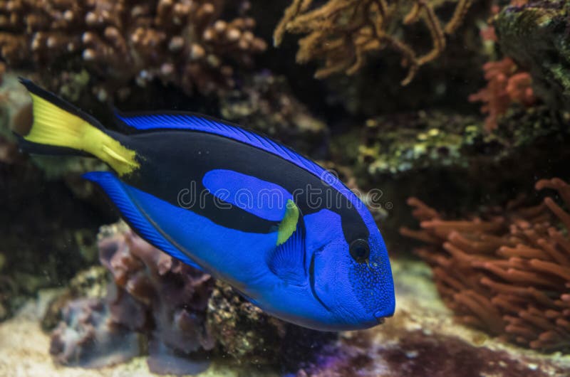 Blue Tang Fish Close Up View Stock Image - Image of flagtail, habitat ...