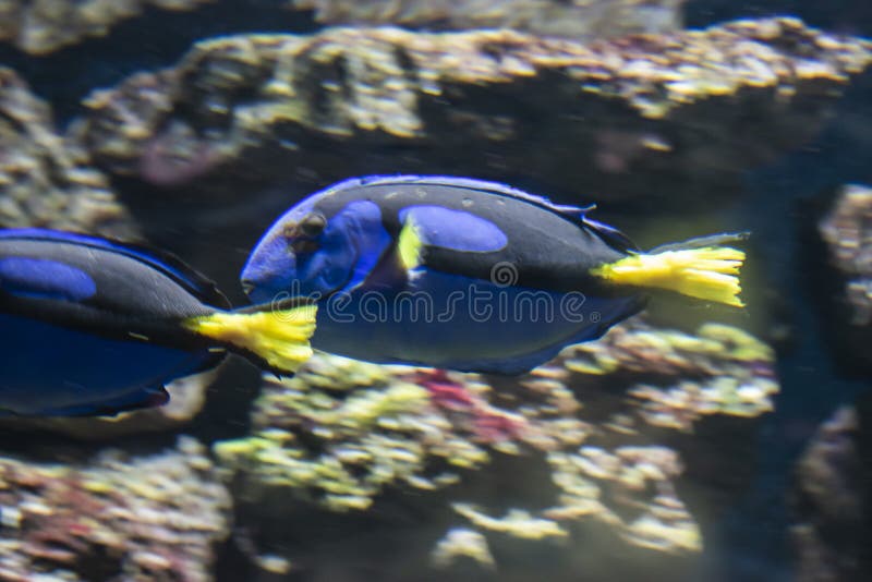 The Blue Tang fish stock photo. Image of dory, hepatus - 153594050