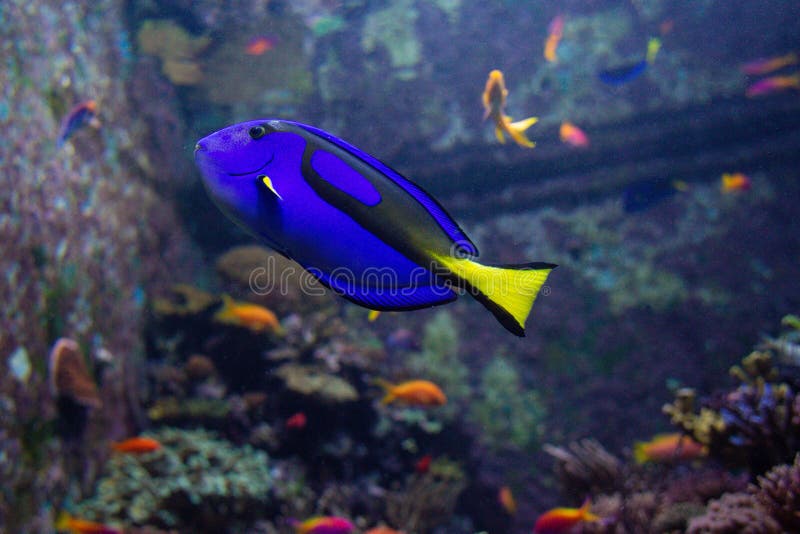 Blue Tang Fish Swims in a Large Aquarium with Other Fish Stock Photo ...