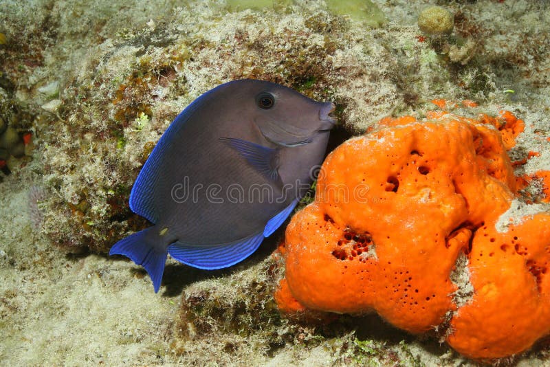 Orange Sponge for Washing Dishes Stock Photo - Image of housework ...