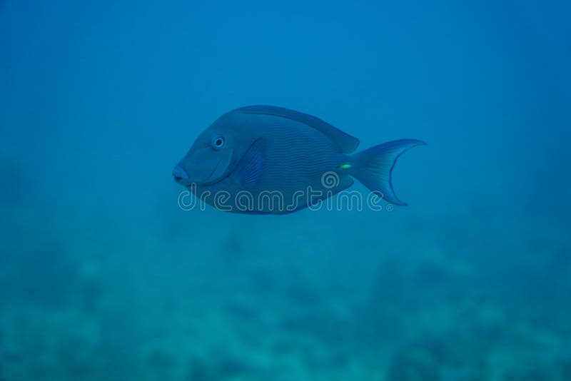 Blue tang underwater stock photo. Image of water, shallow - 159464224