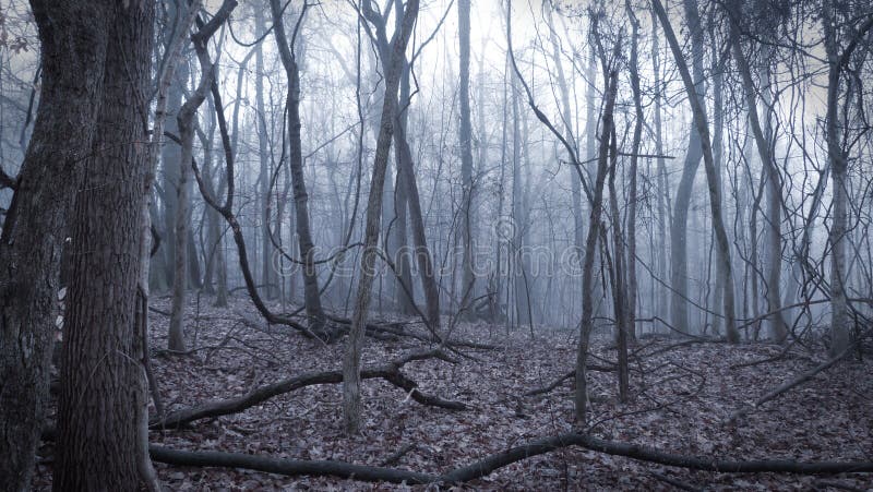 Tangled Forest in a Fog in Winter Stock Image - Image of october, cold ...