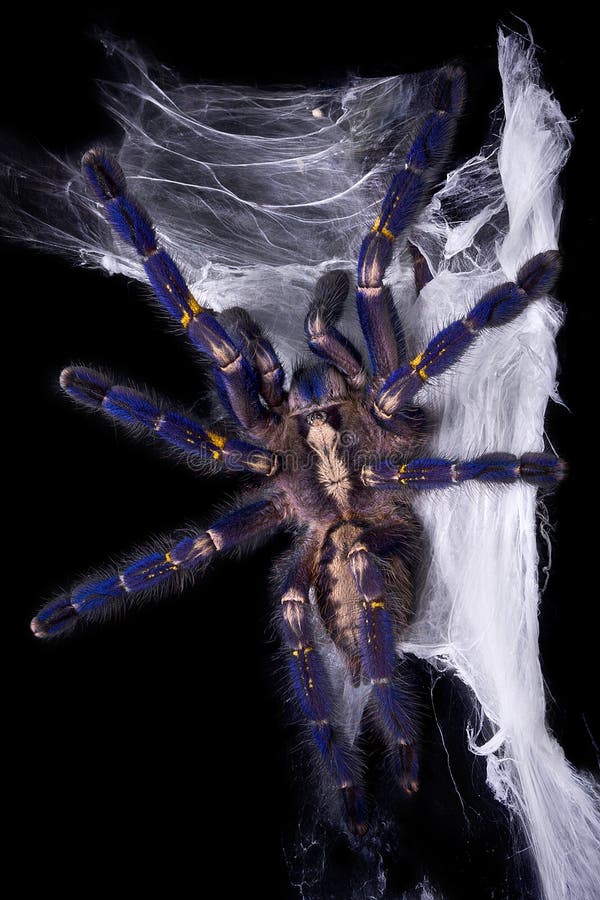 Blue Tarantula Crawling on Web Stock Photo - Image of invertebrate ...