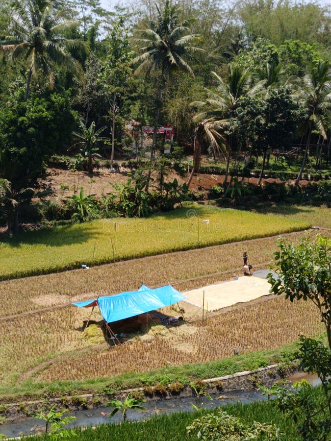 A Blue Tarp is Set Up in a Field of Rice Stock Image - Image of field ...