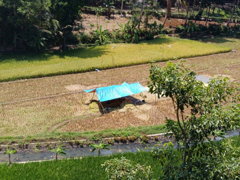 A Blue Tarp is Set Up in a Field of Rice Stock Photo - Image of field ...