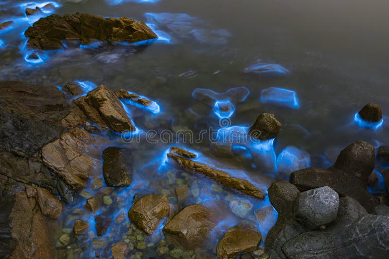 Blue Tears Noctiluca Scintillans. Stock Photo - Image of luminous ...
