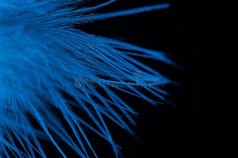 Blue Texture Abstract on Black Background, Bird Feather Stock Photo ...