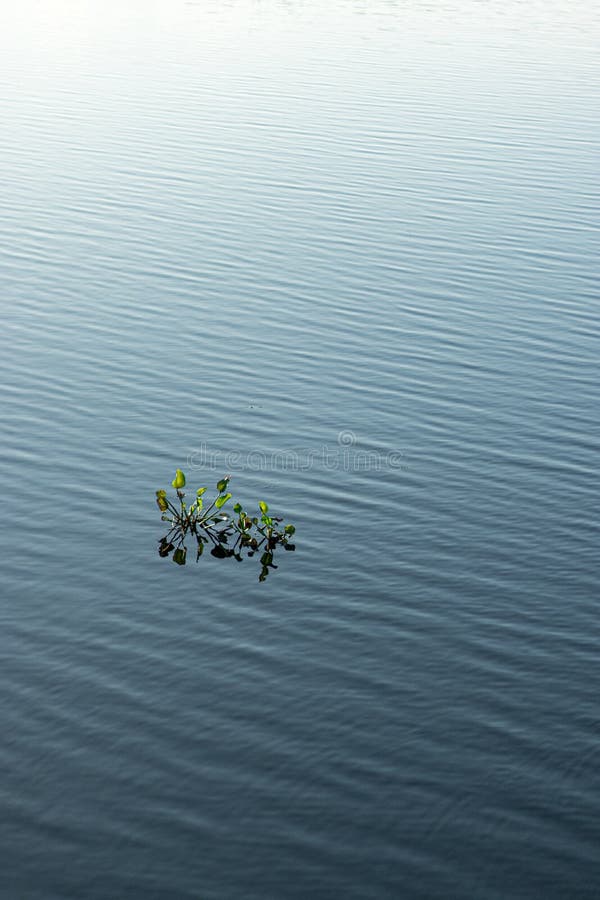 Blue Texture of Water in a Pond. Stock Image - Image of texture ...