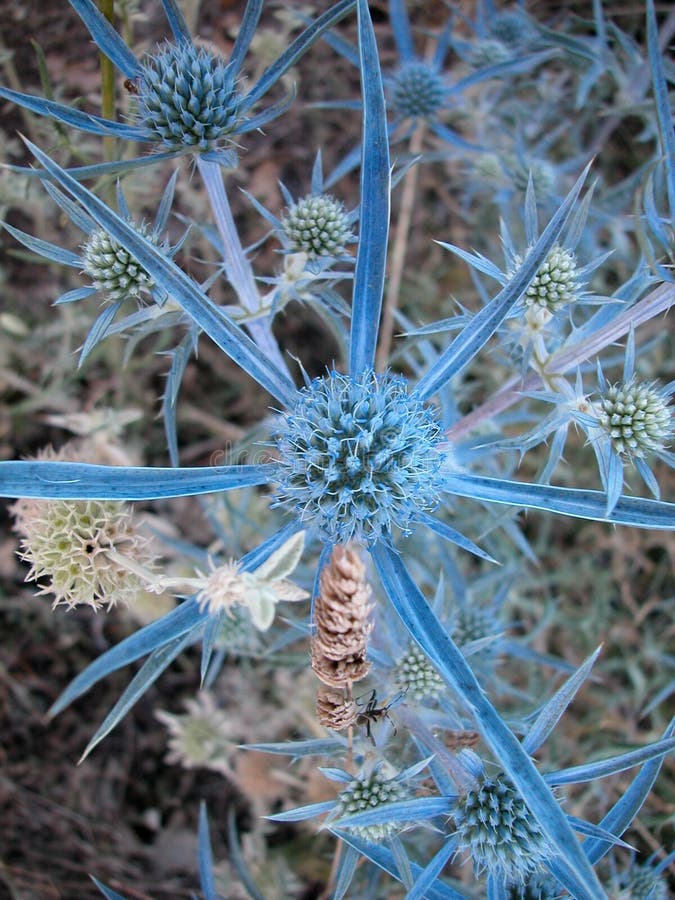 Blue thistle stock image. Image of curled, botany, blooming - 1293599