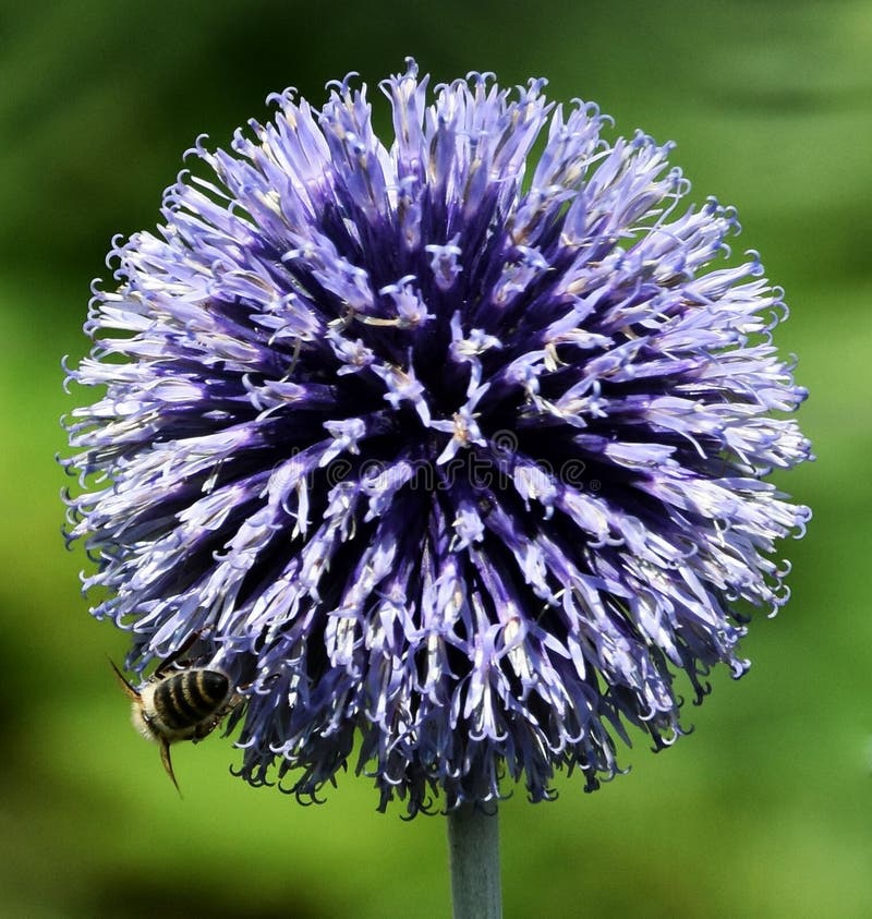 The blue Thistle stock image. Image of beautiful, garden - 97105647