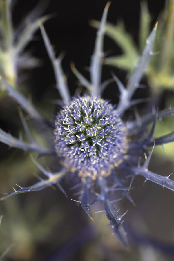 Blue thistle flower stock photo. Image of weed, thistle - 122140246