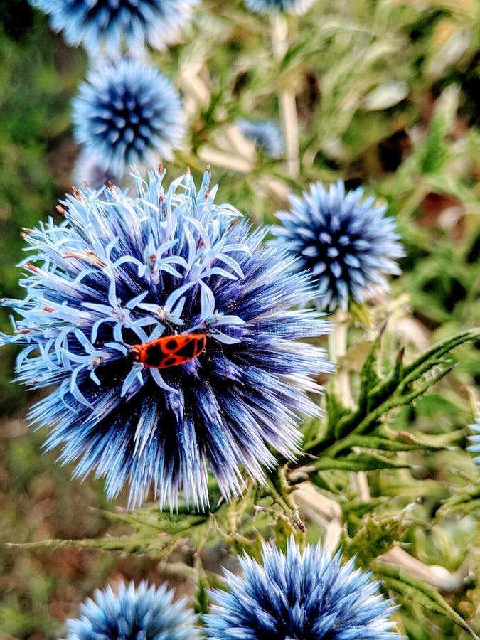 Blue thistle with red bug stock photo. Image of nature - 153451548