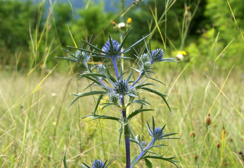 Blue Thorn on a Green Summer Field. Stock Photo - Image of ryngium ...