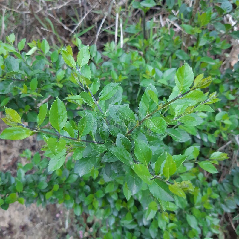 Nepali Kanda Site Stock Photos - Free & Royalty-Free Stock Photos from ...