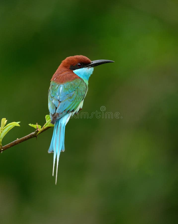 Blue-throated Bee-eater stock image. Image of bird, blue - 219957279