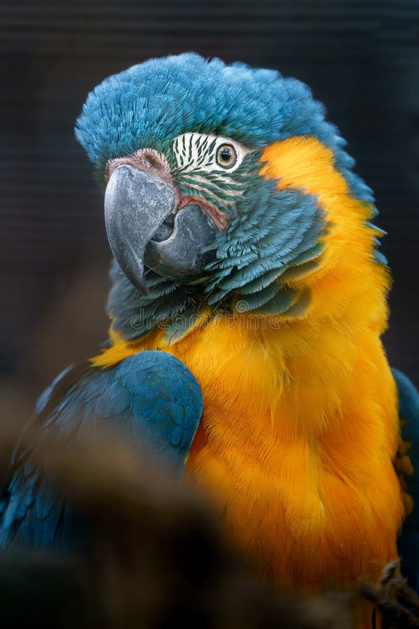 Blue-throated macaw stock image. Image of macaw, life - 274216489