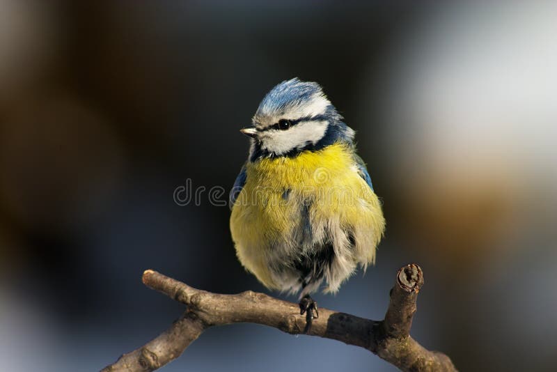 Tomtit Bird Isolated on White Stock Photo - Image of copyspace, little ...