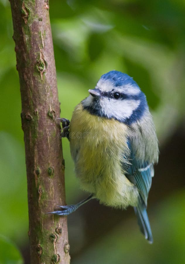 Robin stock photo. Image of delicate, endangered, habitat - 4770384