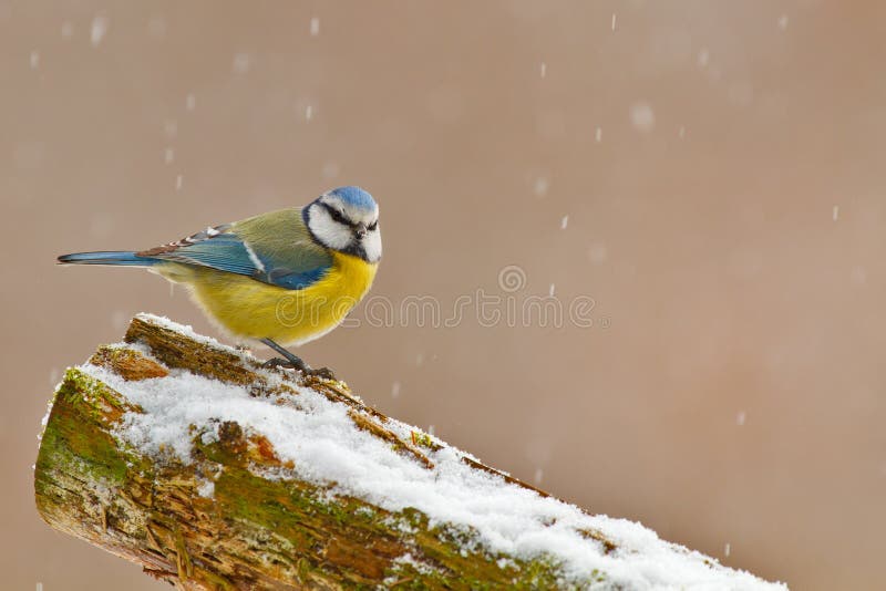 Blue tit in winter stock image. Image of chickadee, nature - 27479059