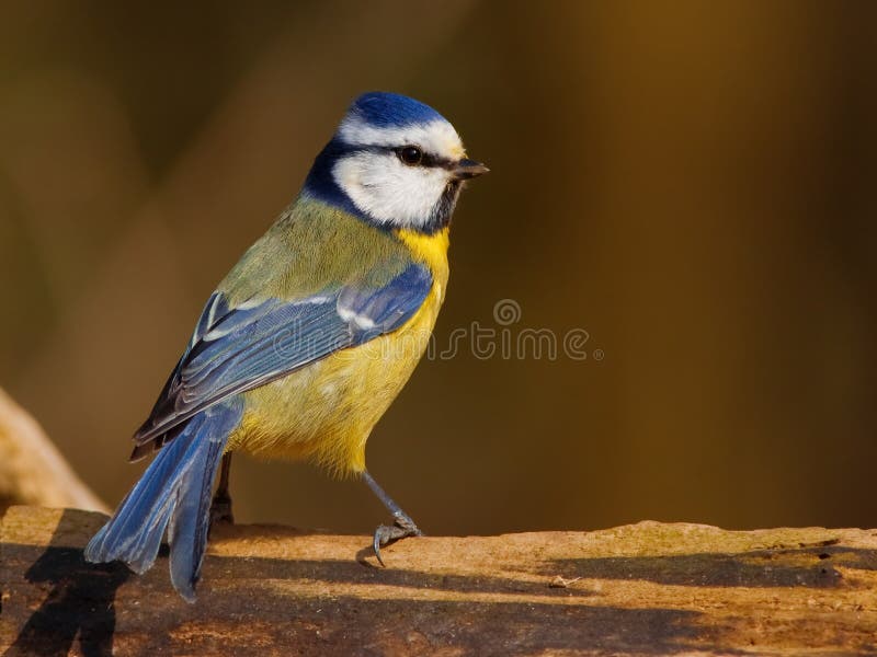 5,354 Blue Tit Bird Sitting Branch Stock Photos - Free & Royalty-Free ...