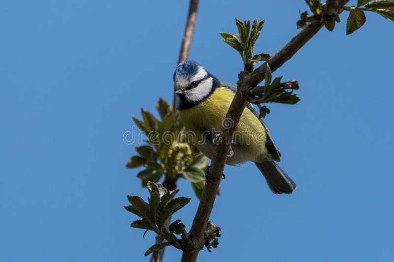 Blue tit bird looking down stock image. Image of passerine - 247816133