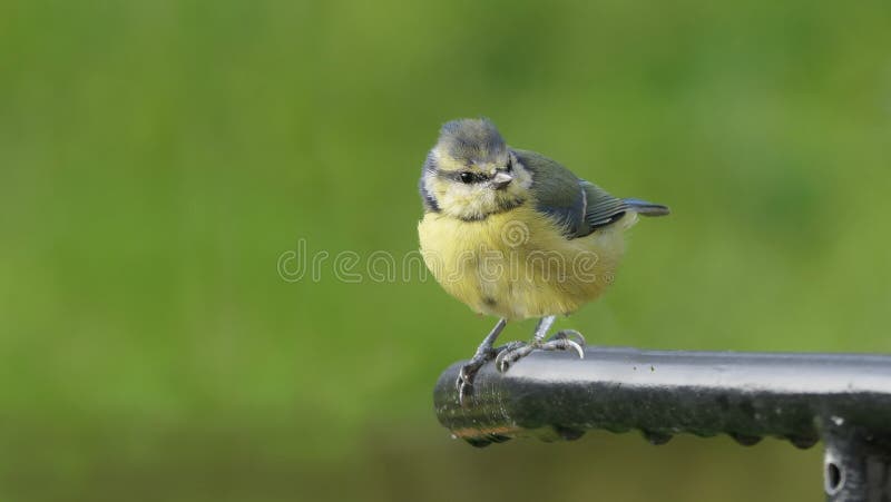 Blue Tit Chick Sitting on a Gate Stock Photo - Image of feeder ...