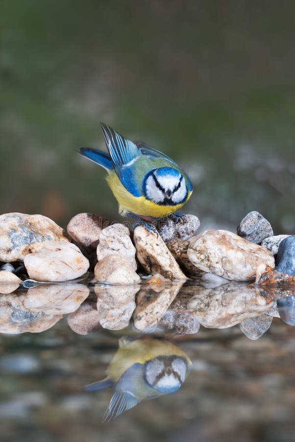 Blue tit coming to drink stock image. Image of pond, drink - 47618909