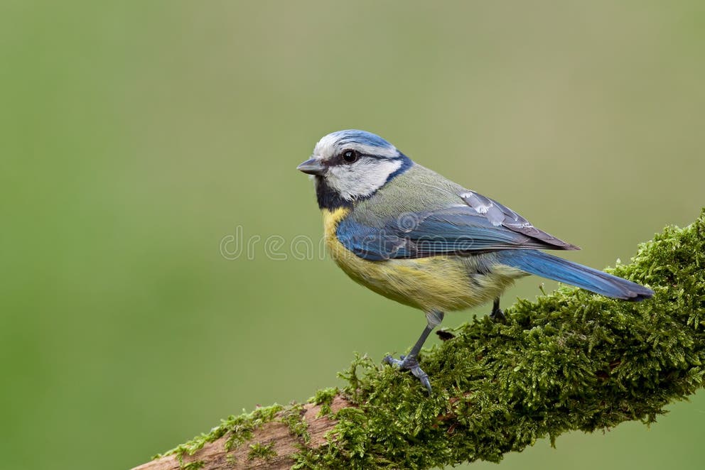 Blue Tit (Cyanistes Caeruleus). Stock Image - Image of cyanistes, green ...