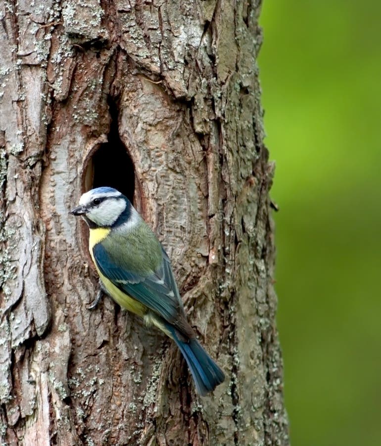 Blue Tit ( Cyanistes Caeruleus ) Stock Photo - Image of caeruleus ...