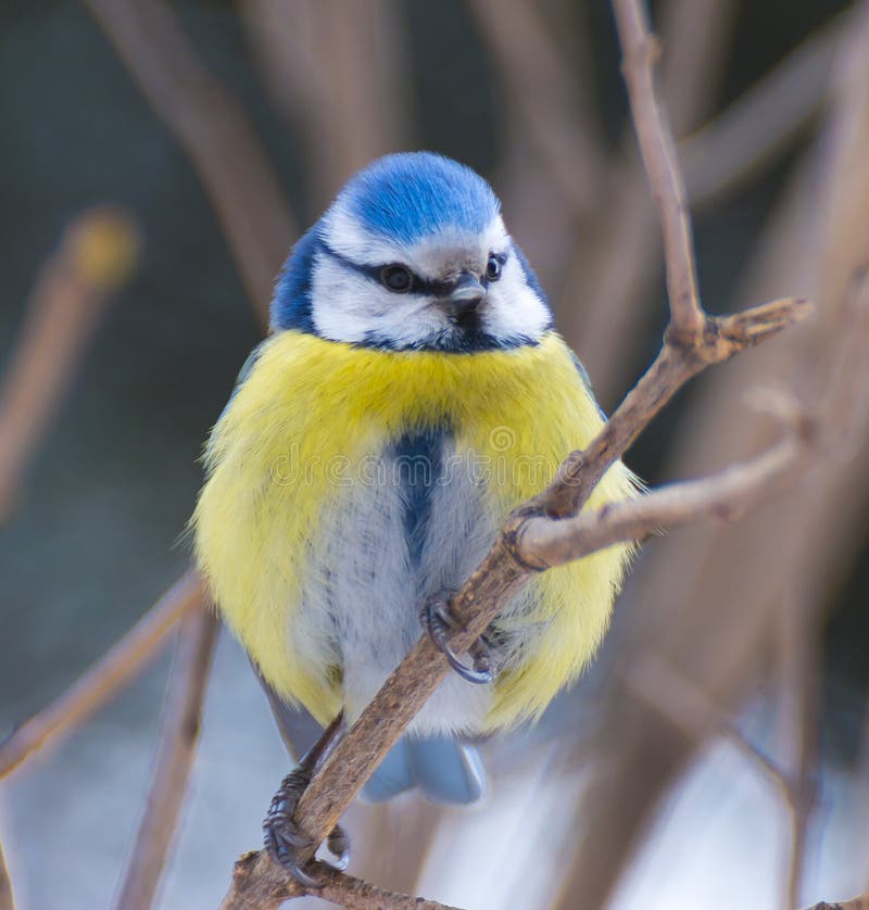 Blue Tit (Cyanistes Caeruleus) Stock Image - Image of sitting, outdoors ...