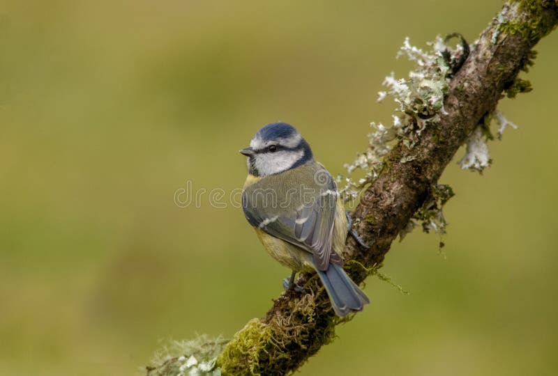 617 Blue Nightingale Stock Photos - Free & Royalty-Free Stock Photos ...