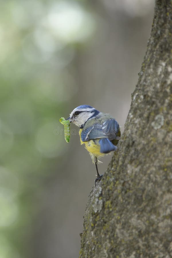 Blue Tit Cyanistes Caeruleus Stock Image - Image of caeruleus, female ...
