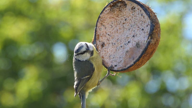 Blue Tit Eating from a Coconut Suet Shell at Bird Table Stock Image ...