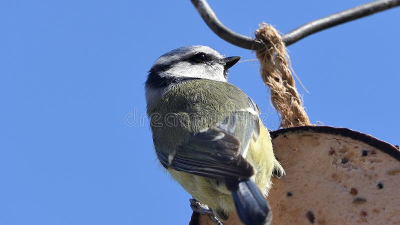 Blue Tit Eating from a Coconut Suet Shell at Bird Table Stock Image ...