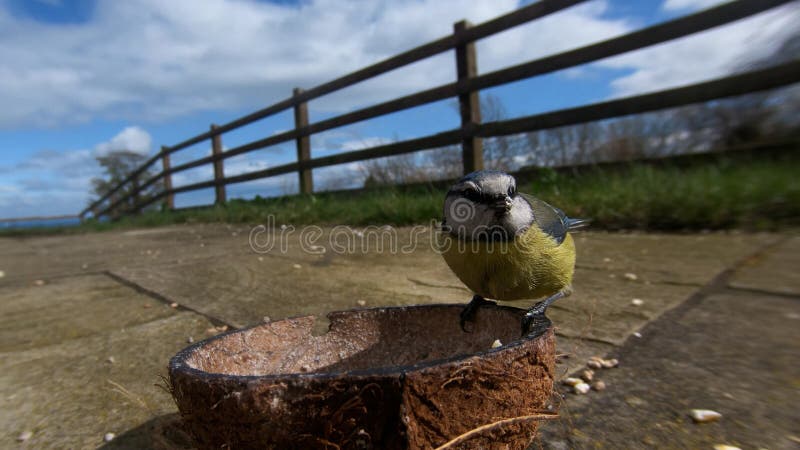 Blue Tit Eating from a Coconut Suet Shell at Bird Table Stock Photo ...