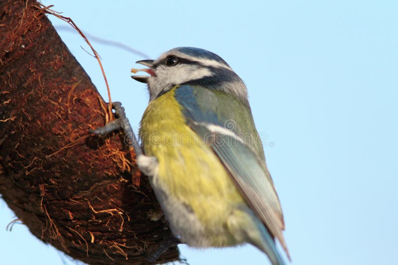 Hungry Blue Tit Feeding Lard Coconut Stock Photos - Free & Royalty-Free ...